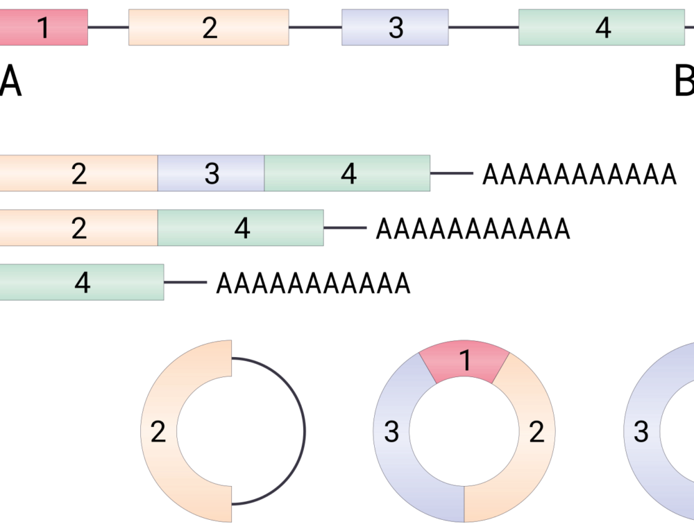Nusinersen Initiated in Infants During the Presymptomatic Stage of ...