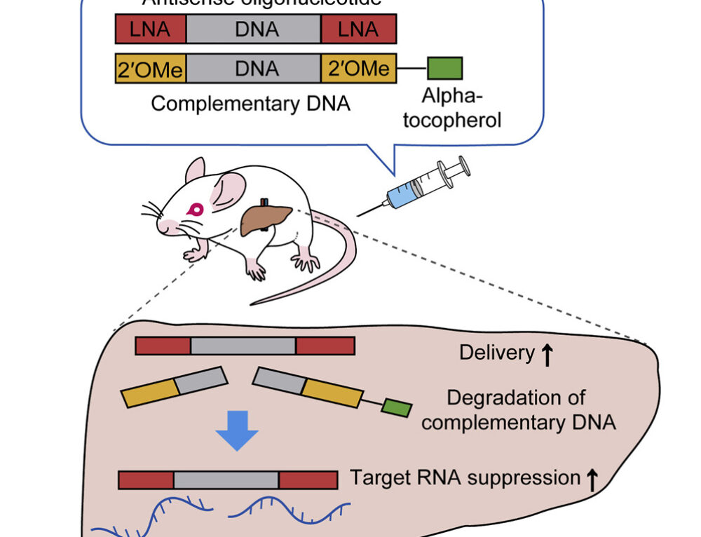 Safety evaluation of 2′-deoxy-2′-fluoro nucleotides in GalNAc-siRNA ...
