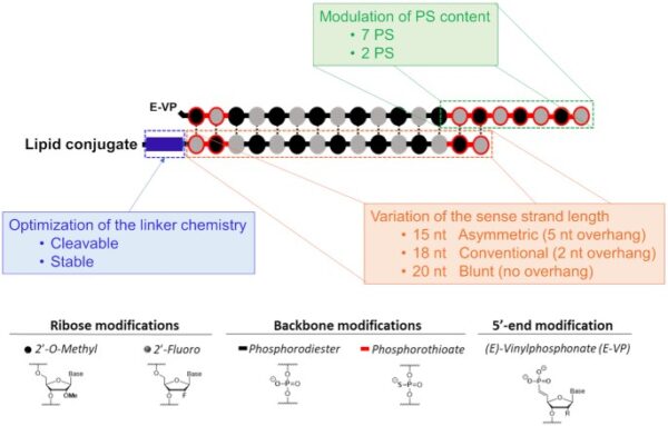 Designing siRNAs for improving their therapeutic applications ...
