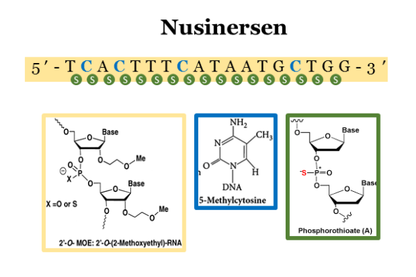 Nusinersen Initiated in Infants During the Presymptomatic Stage of ...