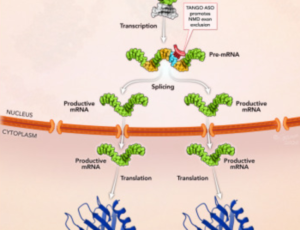Patient-Customized Oligonucleotide Therapy for a Rare Genetic Disease ...
