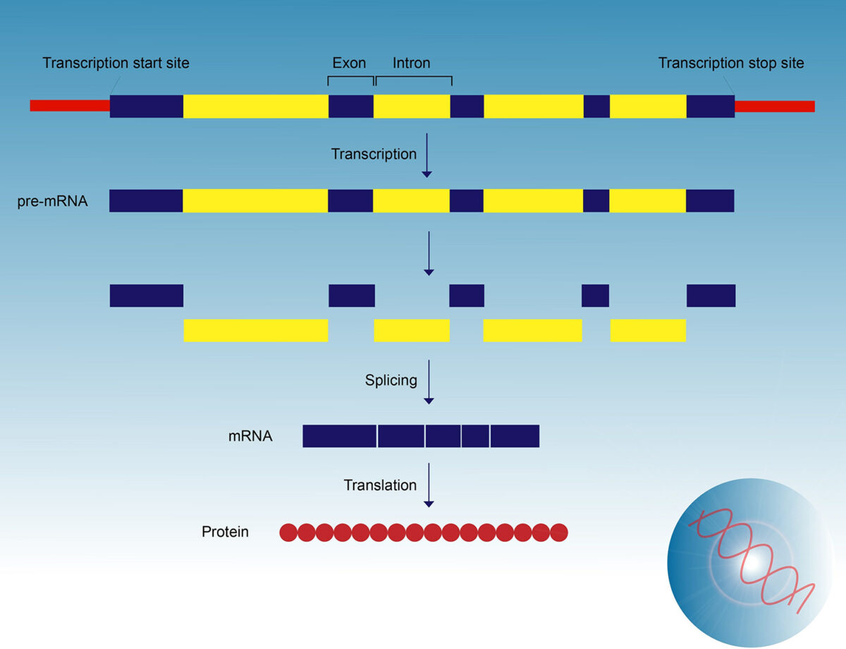 Can Oligonucleotides Target RNA Splicing to Treat Disease ...