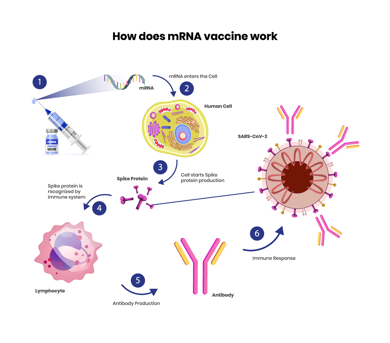 Facts about COVID-19 mRNA Vaccines and the Decades of Research That Went into Creating Them ...
