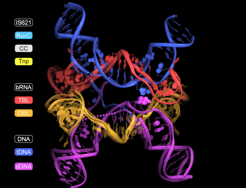 Transporting Therapeutics: A Novel Approach to Deliver ASOs to the ...